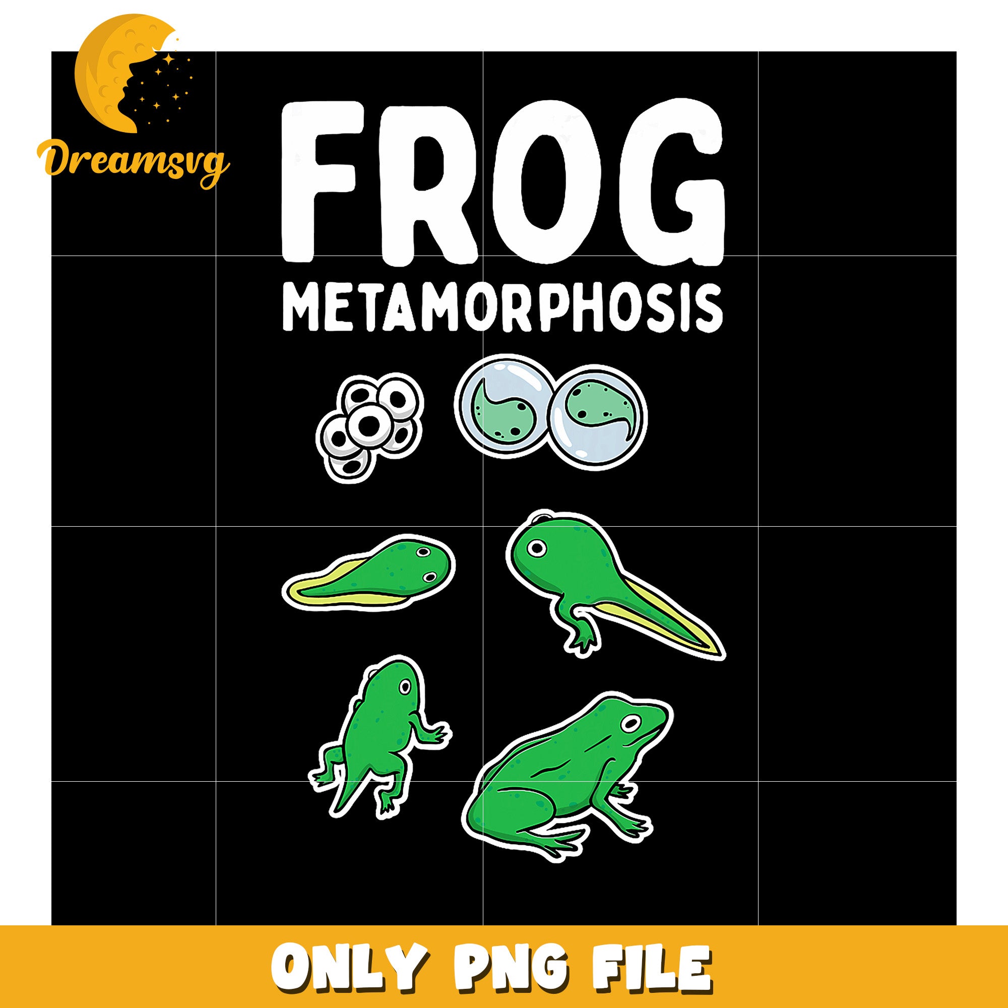 Frog Metamorphosis PNG Life Cycle Stages – DreamSVG Store